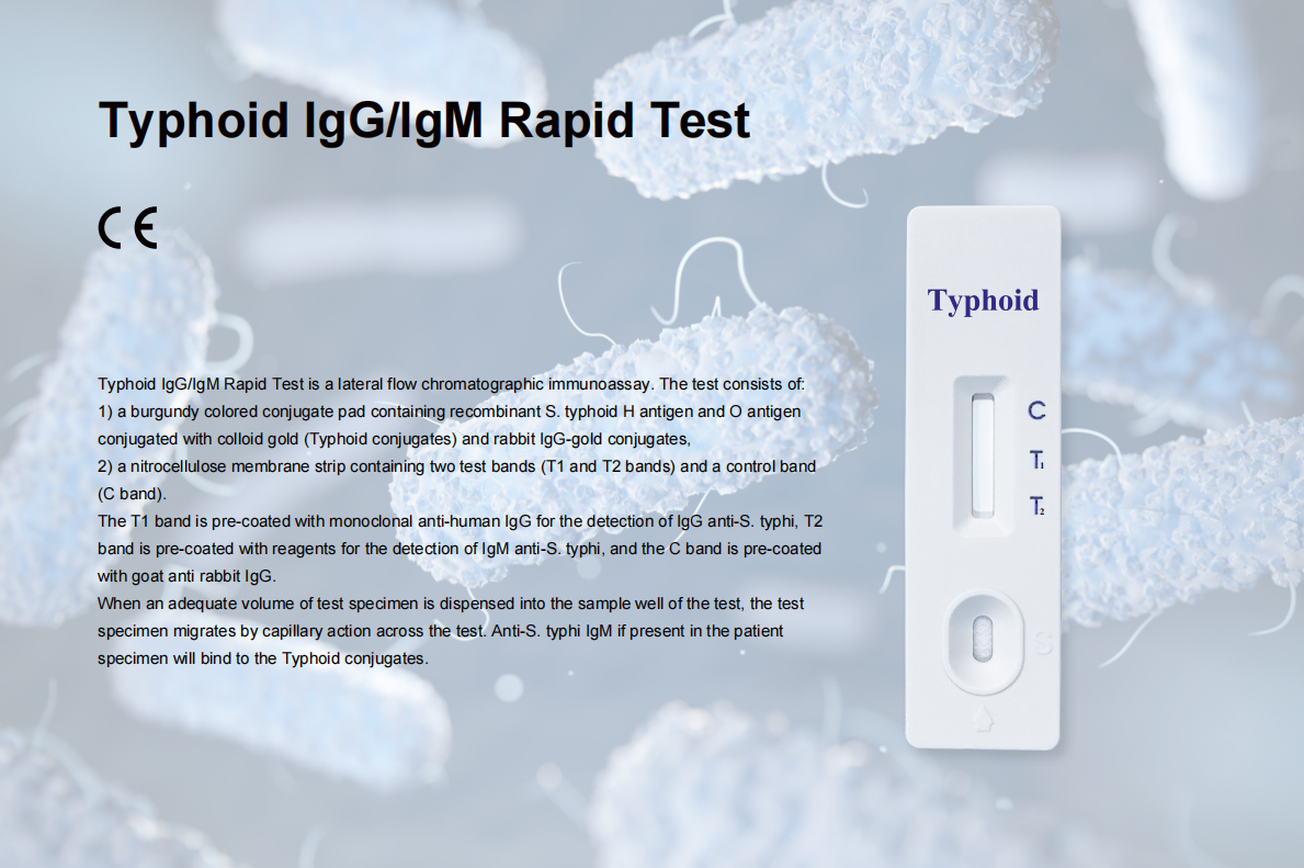 Typhoid IgGIgM Rapid Test
